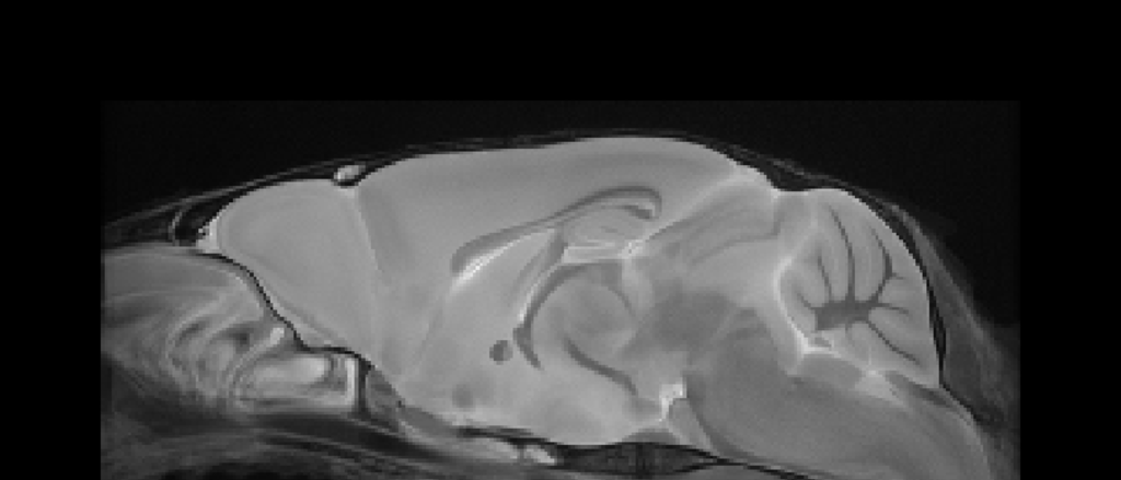 Small Animal | Neuroimaging - The University of Iowa