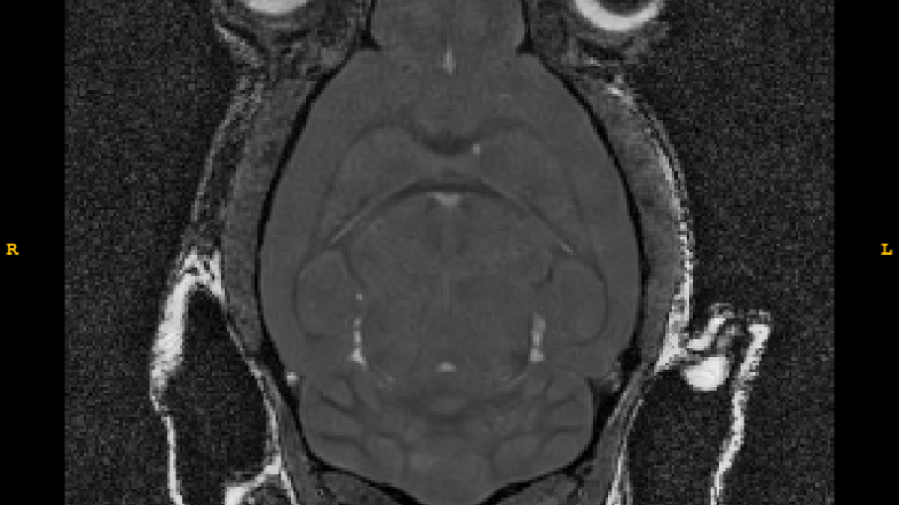 Small Animal | Neuroimaging - The University of Iowa