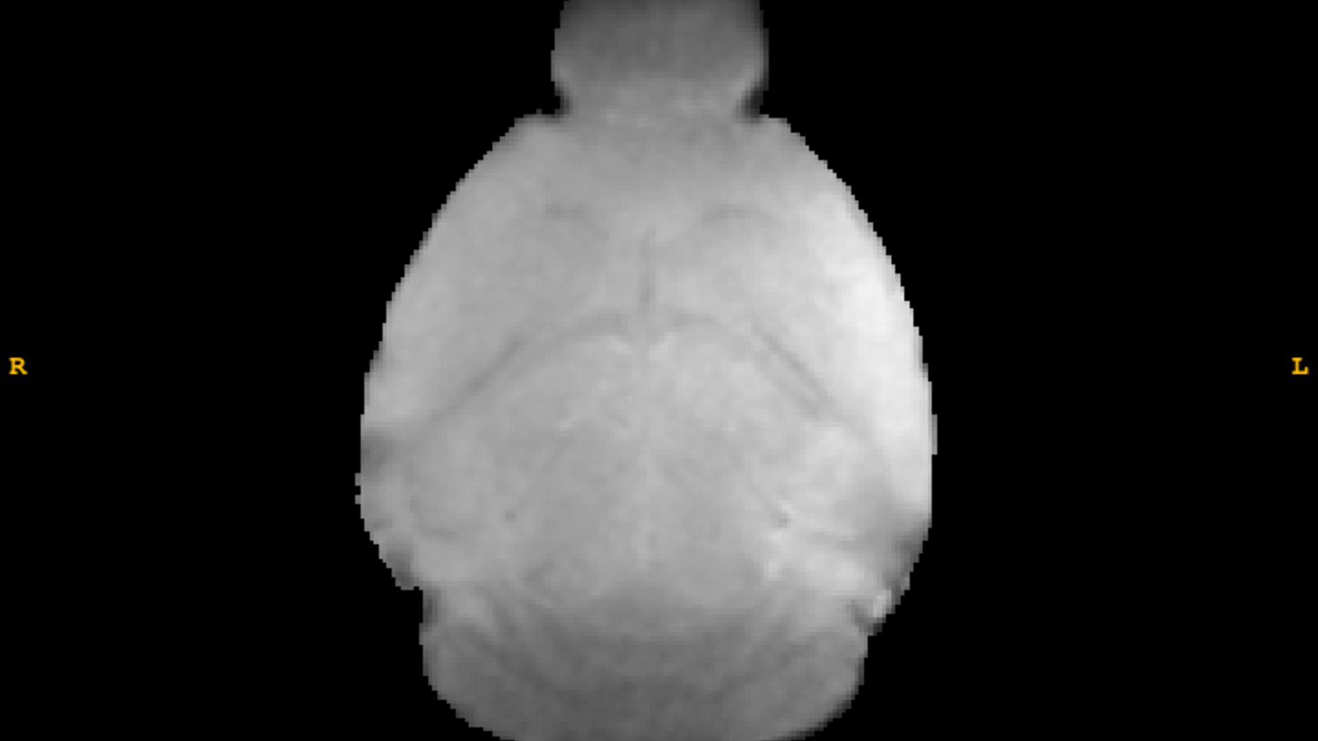 Small Animal | Neuroimaging - The University of Iowa