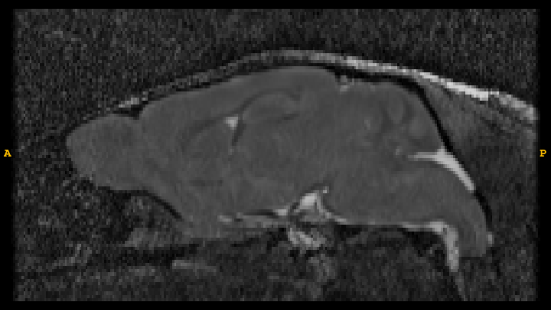 Small Animal | Neuroimaging - The University of Iowa