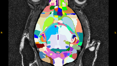 Small Animal | Neuroimaging - The University of Iowa